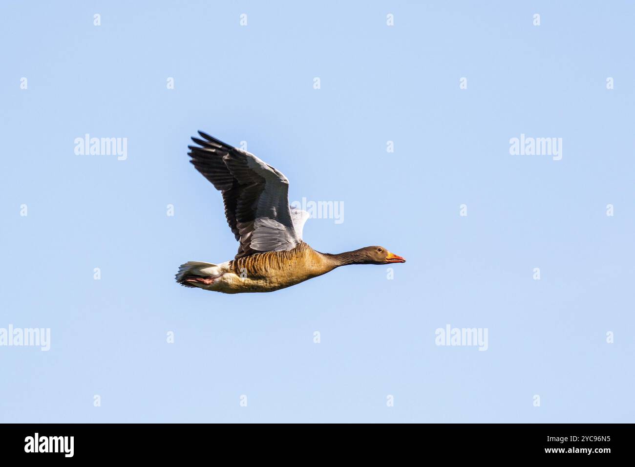 Greylag goose open wings hi-res stock photography and images - Alamy