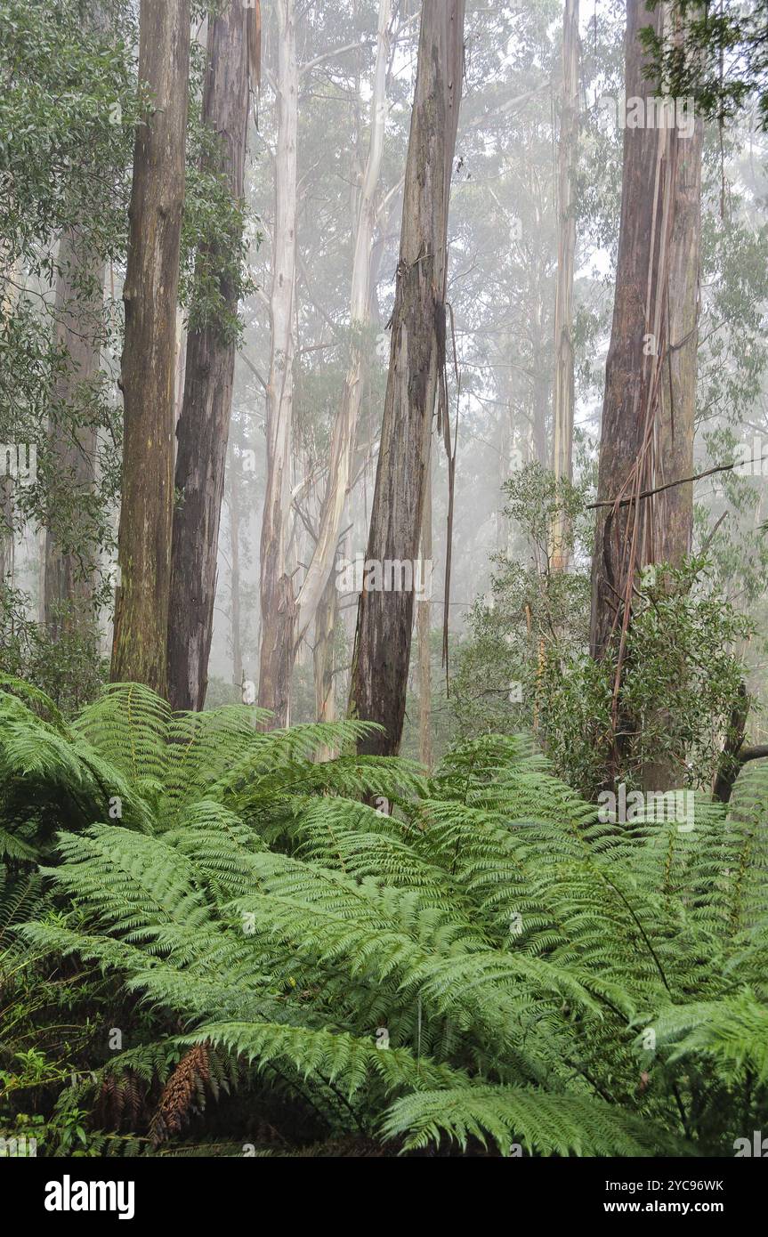Eucalyptus trees in the fog along the Mt Donna Buang Road, Warburton ...