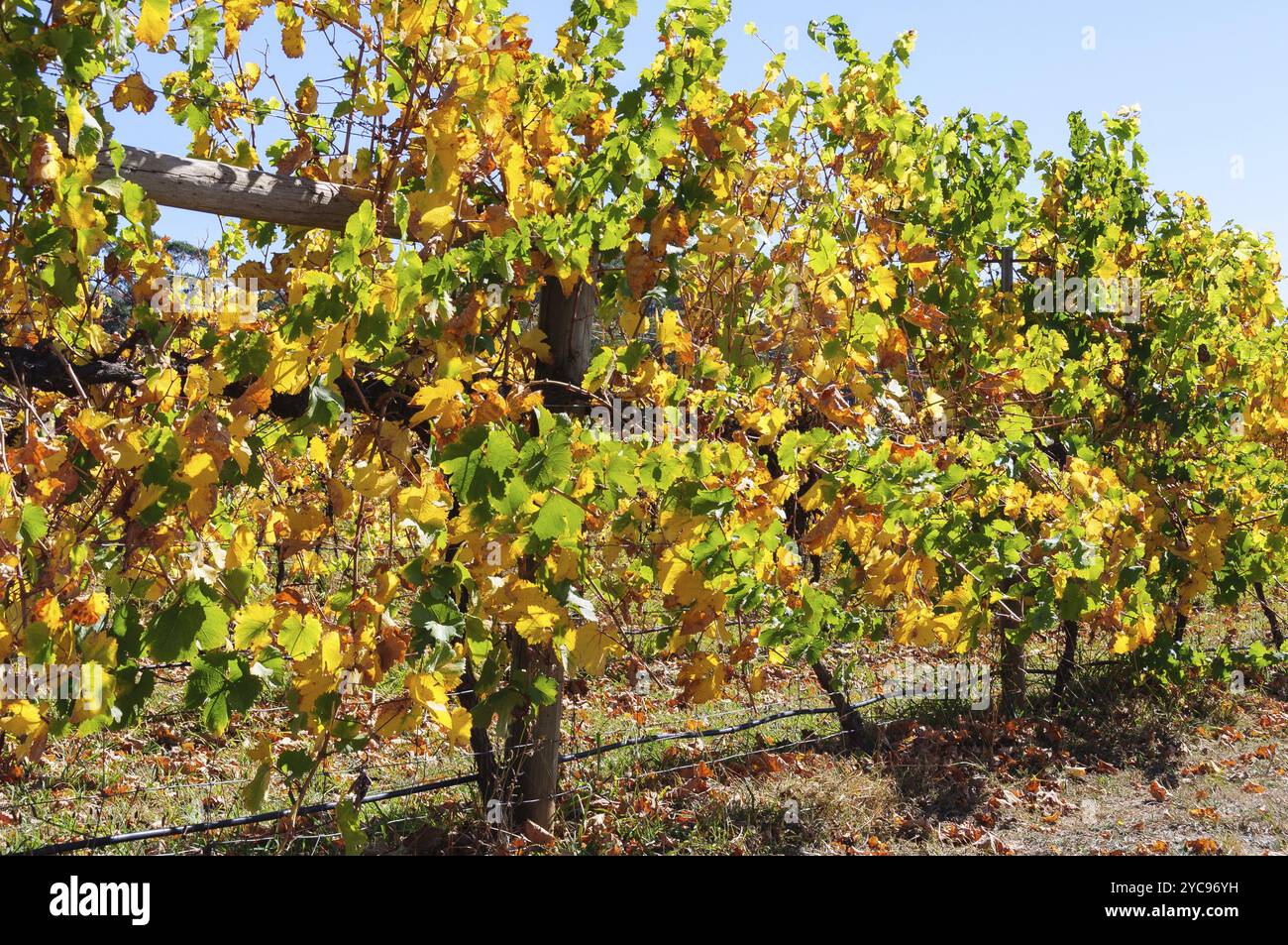 Autumn in Victoria?s cool climate wine region, King Valley, Victoria ...