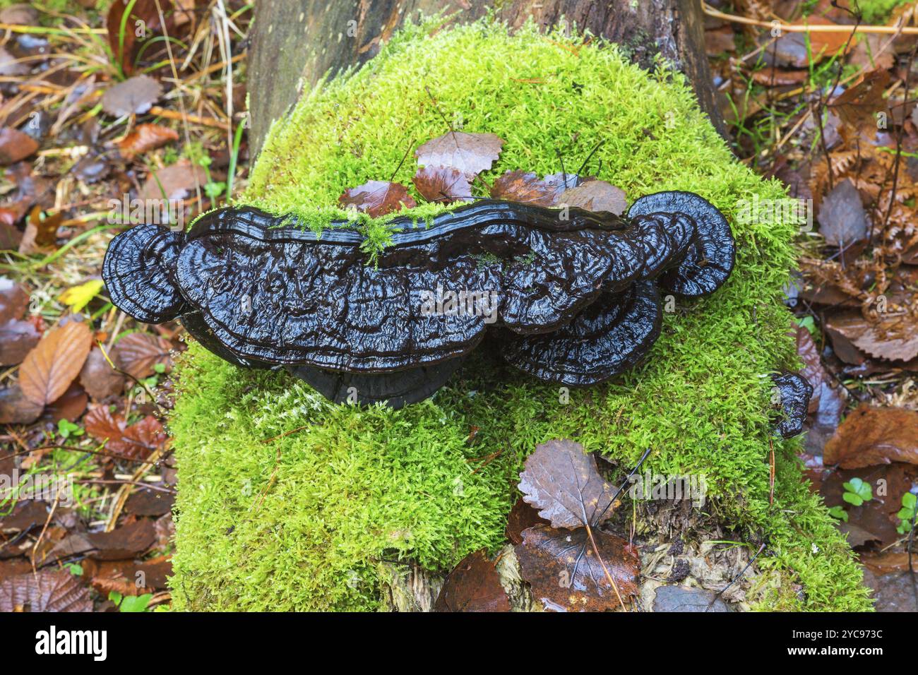 Black bracket polypore fungi hi-res stock photography and images - Alamy
