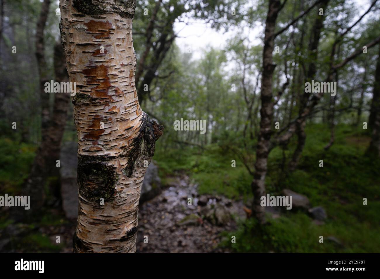 Dramatic forest scene near Preikestolen with birch trunk in foreground ...