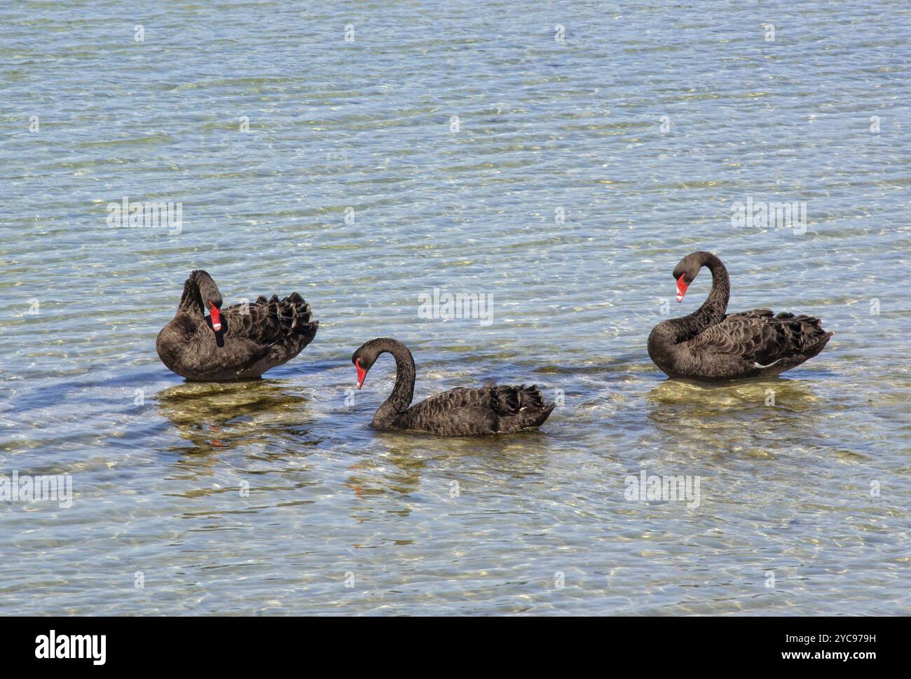 Black swans in the shallow water between Griffiths Island and the ...