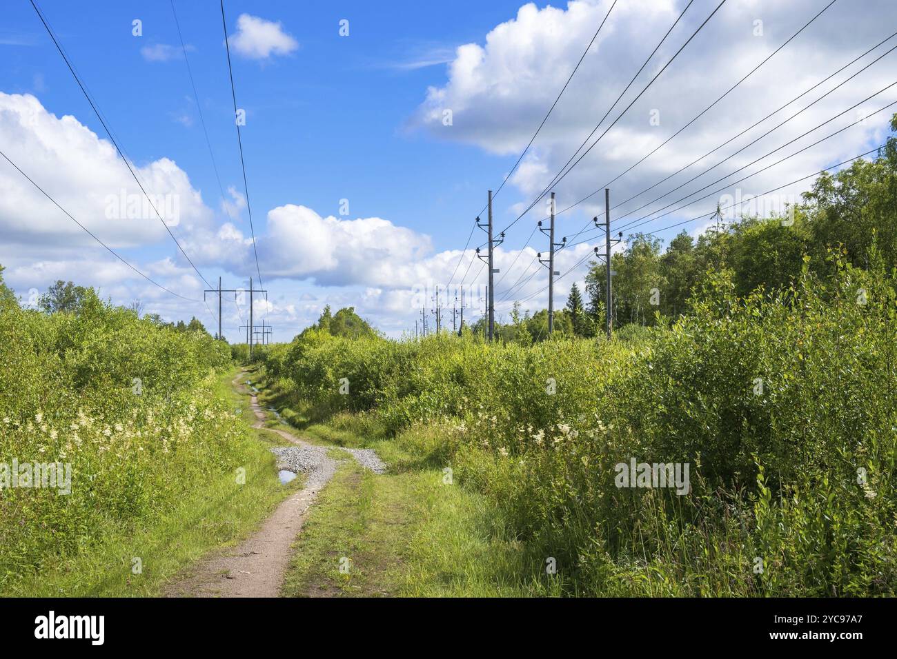 Footpath under a power line in the forest Stock Photo - Alamy