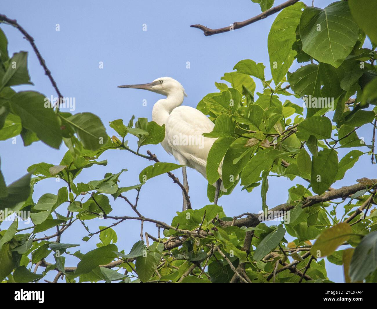 White stork up on a tree in the Tra Su Bird Sanctuary, Chau Doc ...