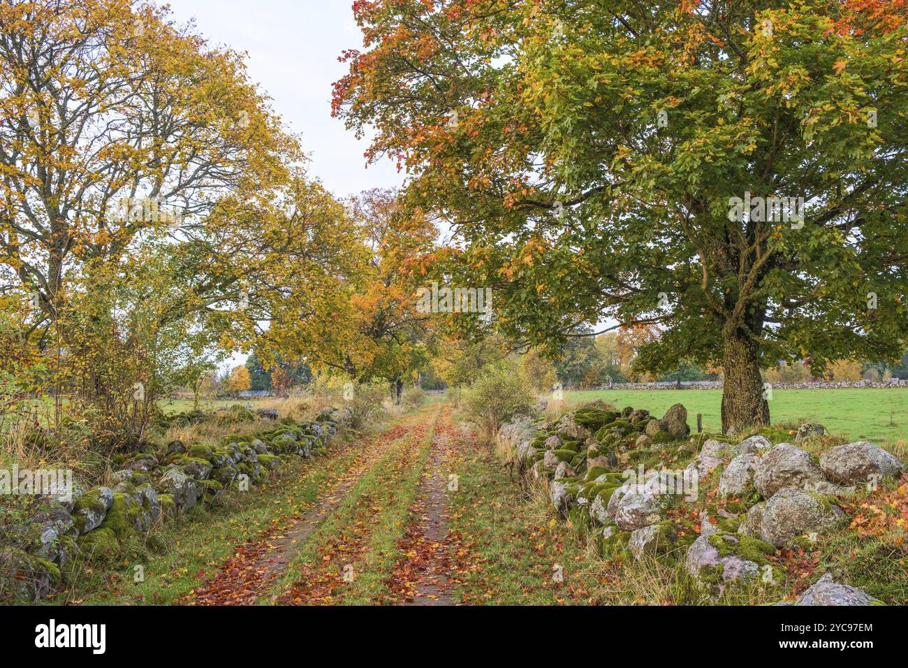 Autumn colors at a dirt road in a rural landscape Stock Photo - Alamy