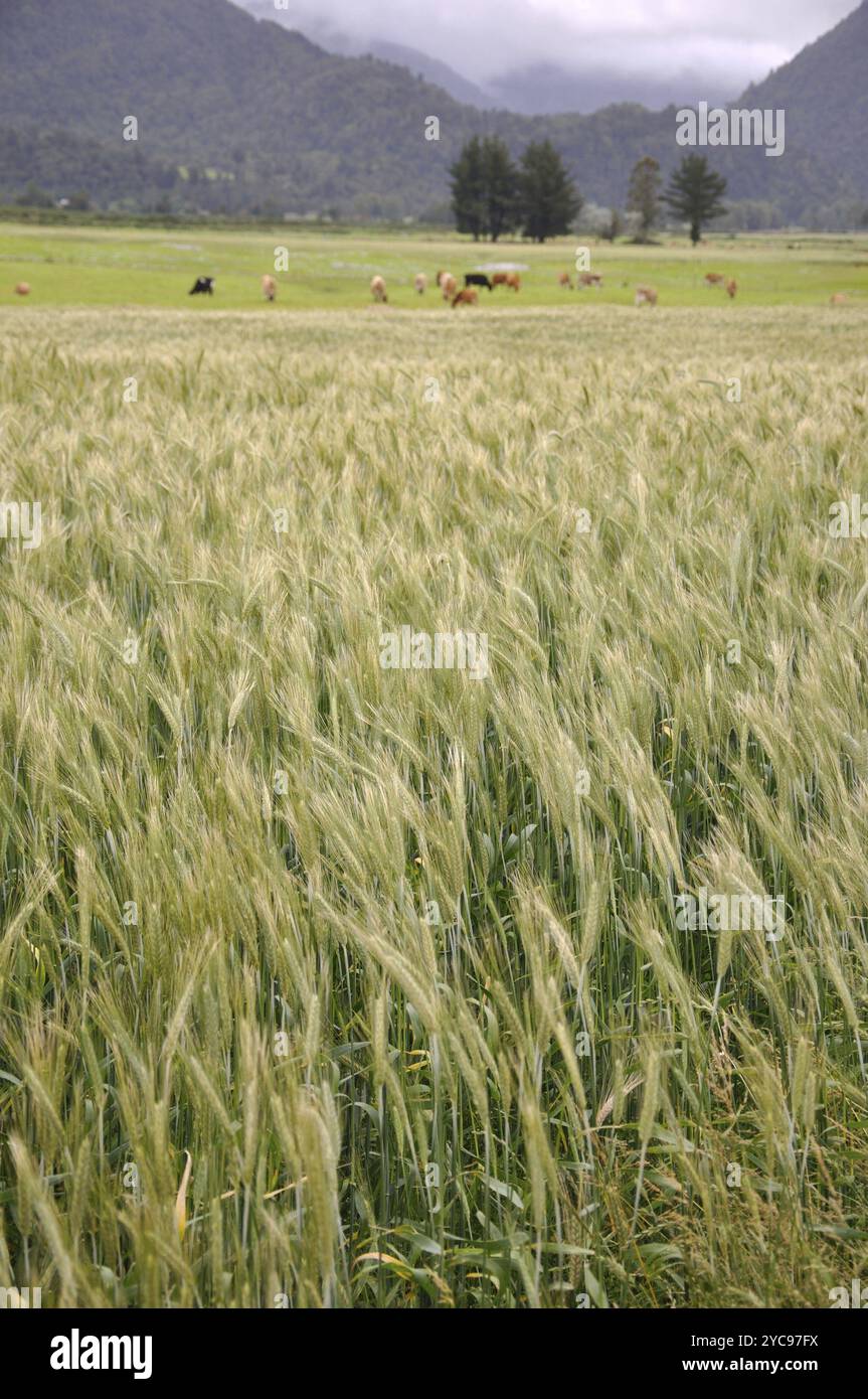 Triticale crop for silage on dairy farm, West Coast, New Zealand ...