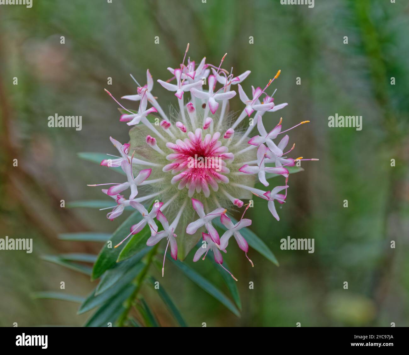 Bunjong pimelea spectabilis hi-res stock photography and images - Alamy