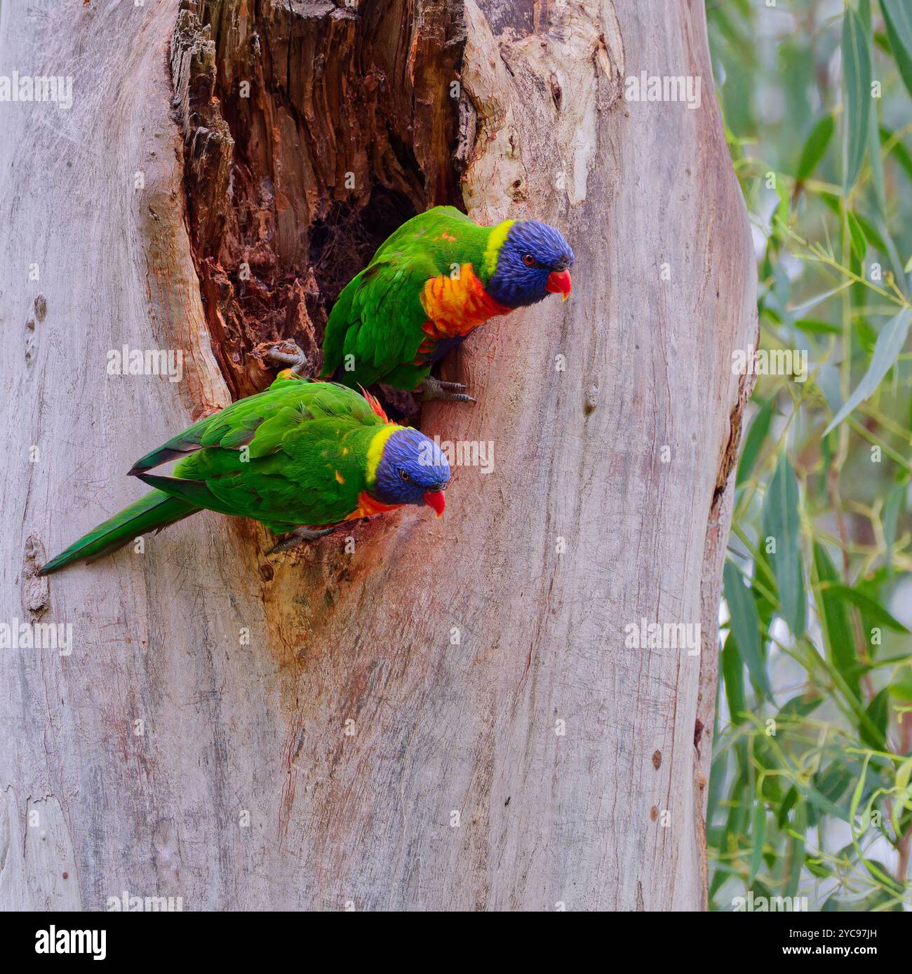 Rainbow Lorikeets At Home Stock Photo - Alamy