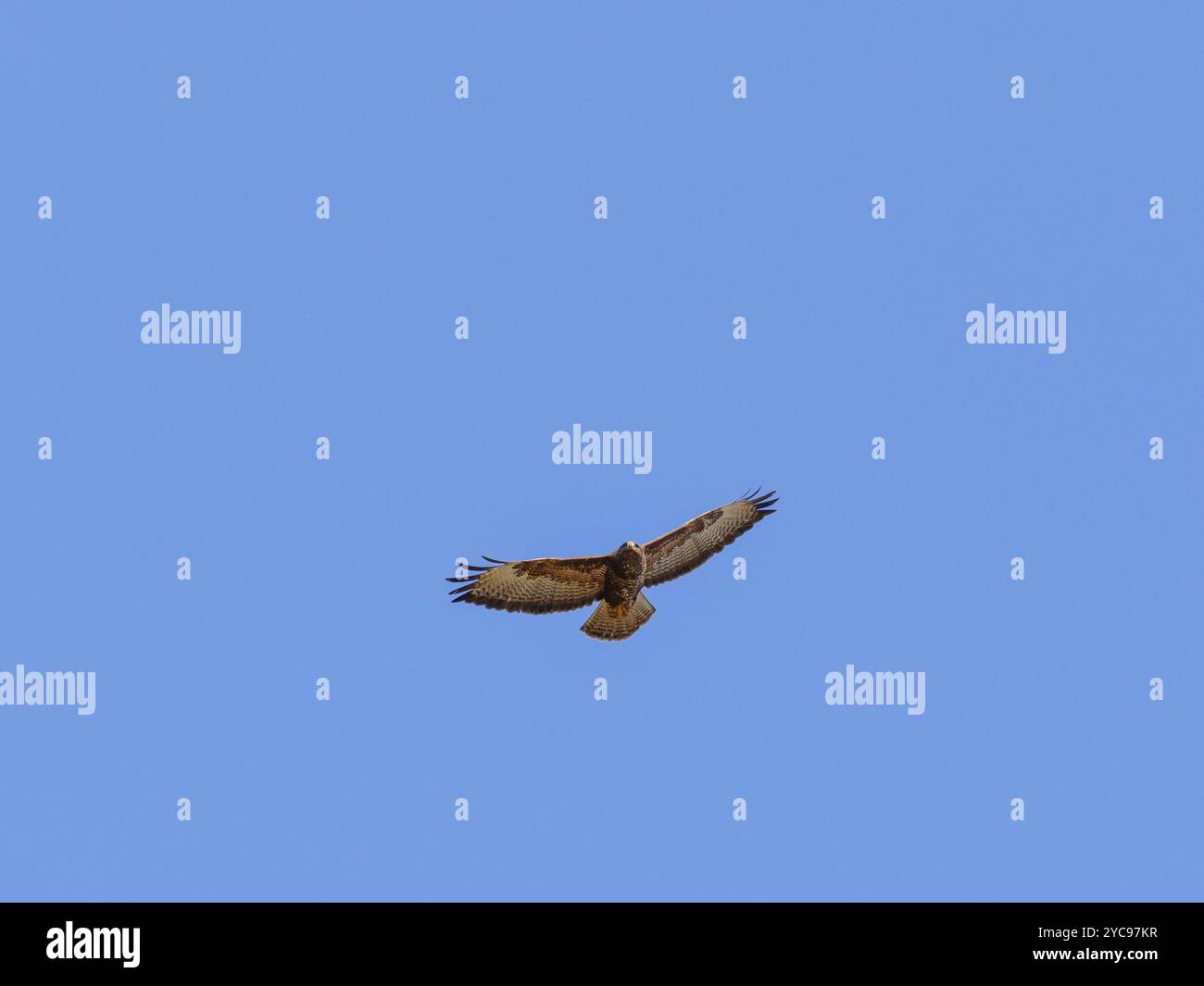Blue buzzards hi-res stock photography and images - Alamy