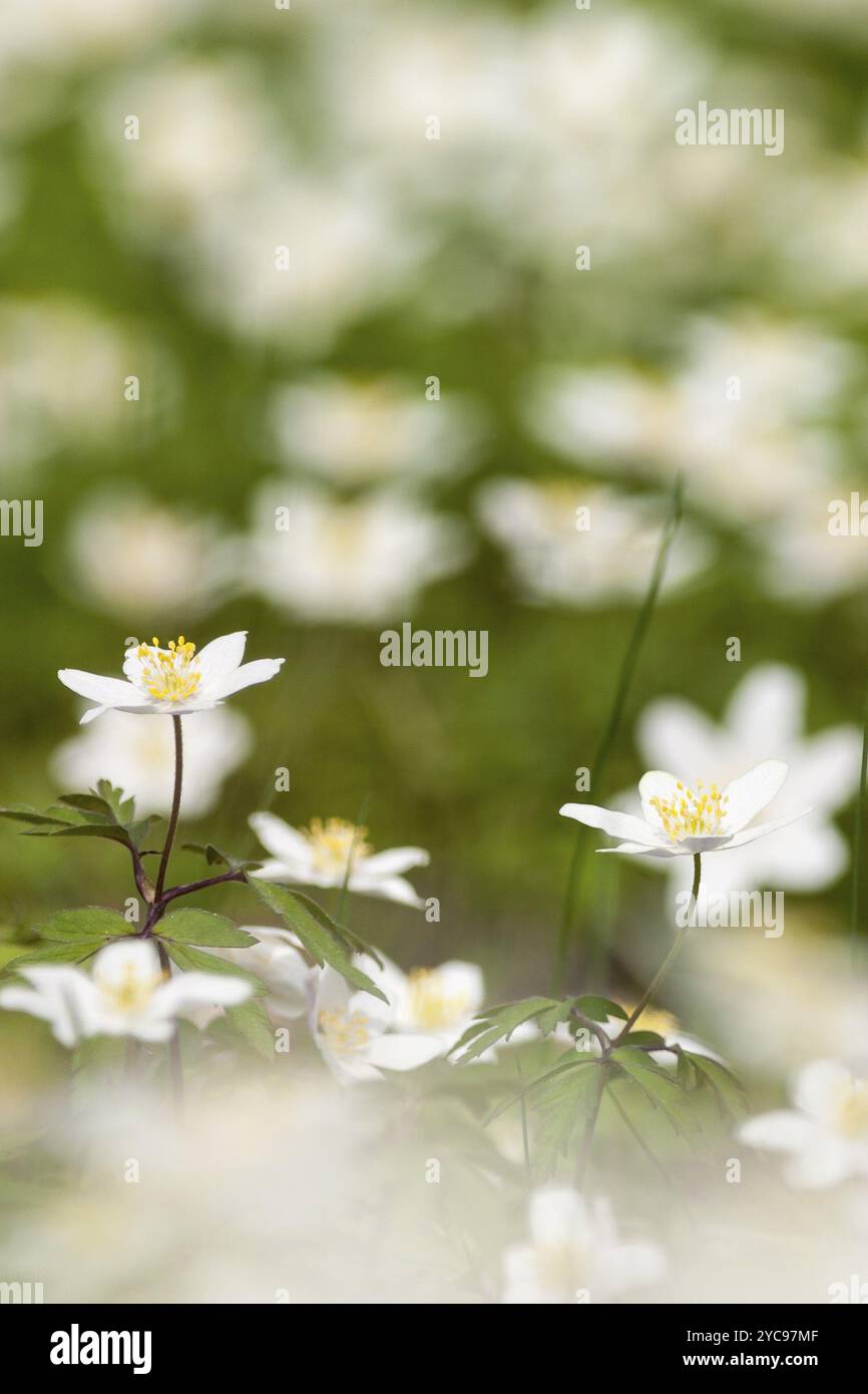 The first anemones hi-res stock photography and images - Alamy