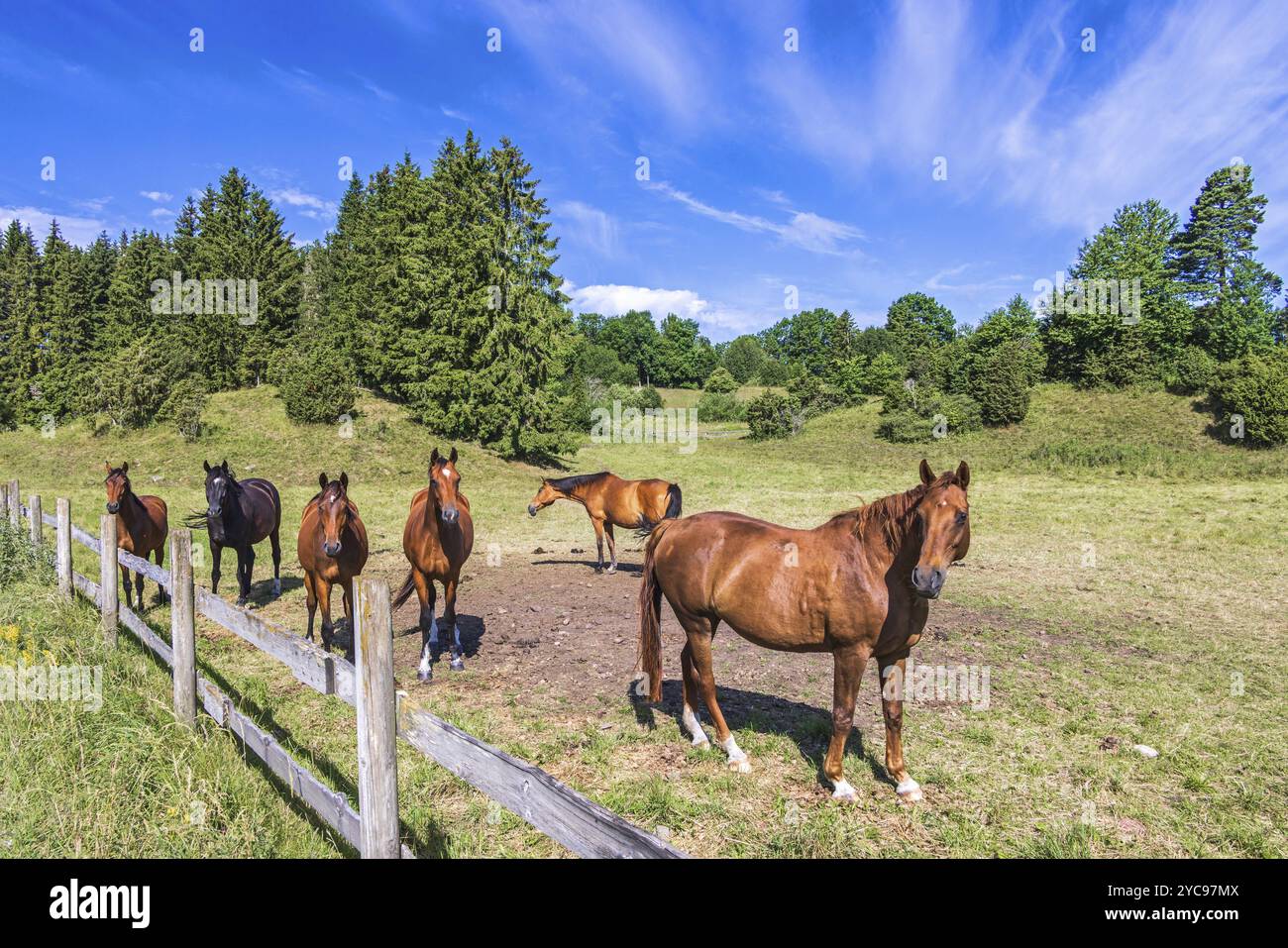 Beautiful riding horses in a country paddock by a fence Stock Photo - Alamy