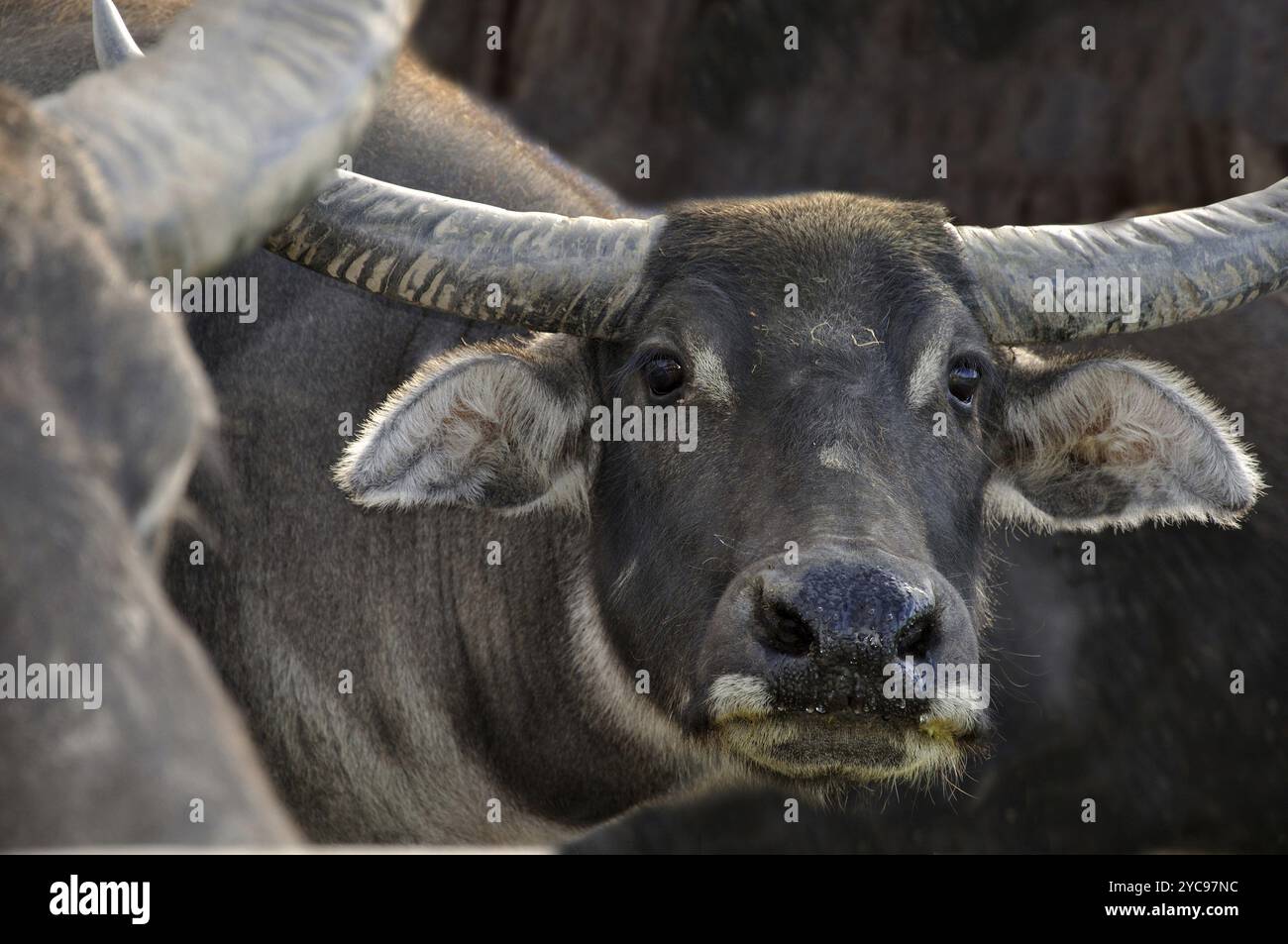 Portrait of swamp buffalo, Bubalus bubalis Stock Photo - Alamy