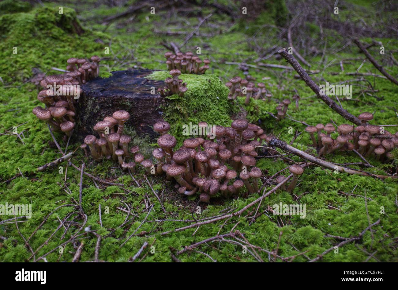 Hallimasch (Armillaria mellea) beautiful colony Stock Photo - Alamy