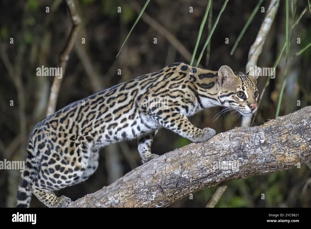 Ocelot (Leopardus pardalis), at night, climbing on branch, Pantanal ...