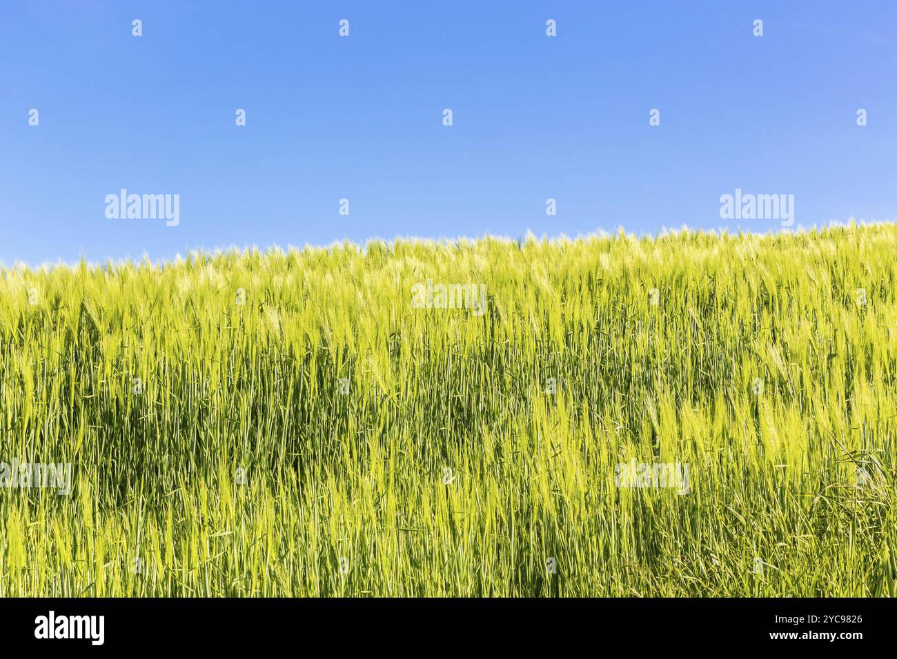 Cornfields in country hi-res stock photography and images - Alamy
