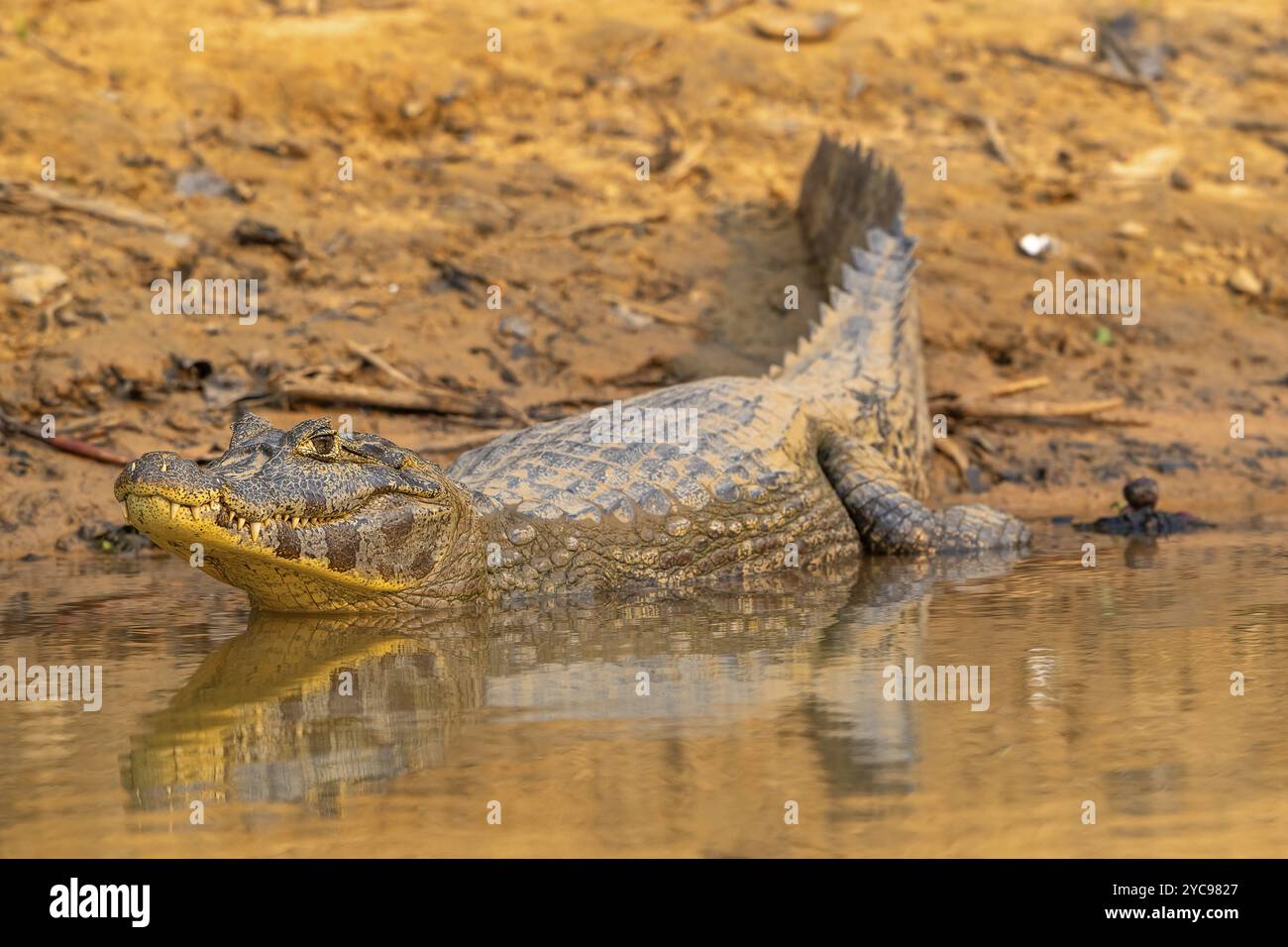 Caiman (Caimaninae), Crocodile (Alligatoridae), crocodile (Crocodylia ...