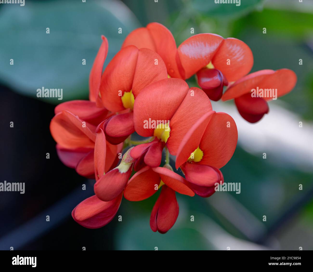 Kennedia hi-res stock photography and images - Alamy