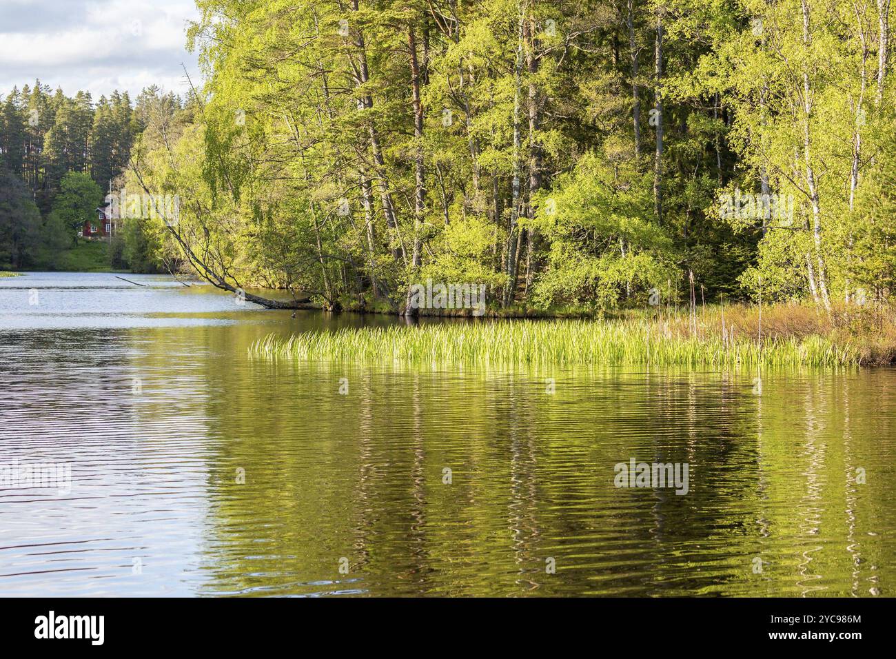 River in the forest with reeds Stock Photo - Alamy