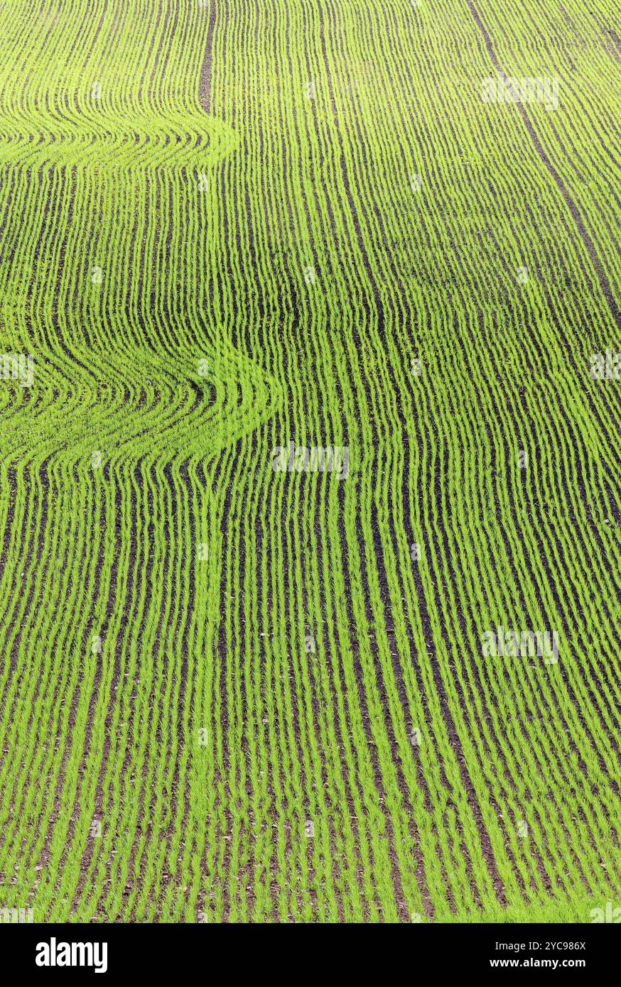Sow seeds row hi-res stock photography and images - Alamy