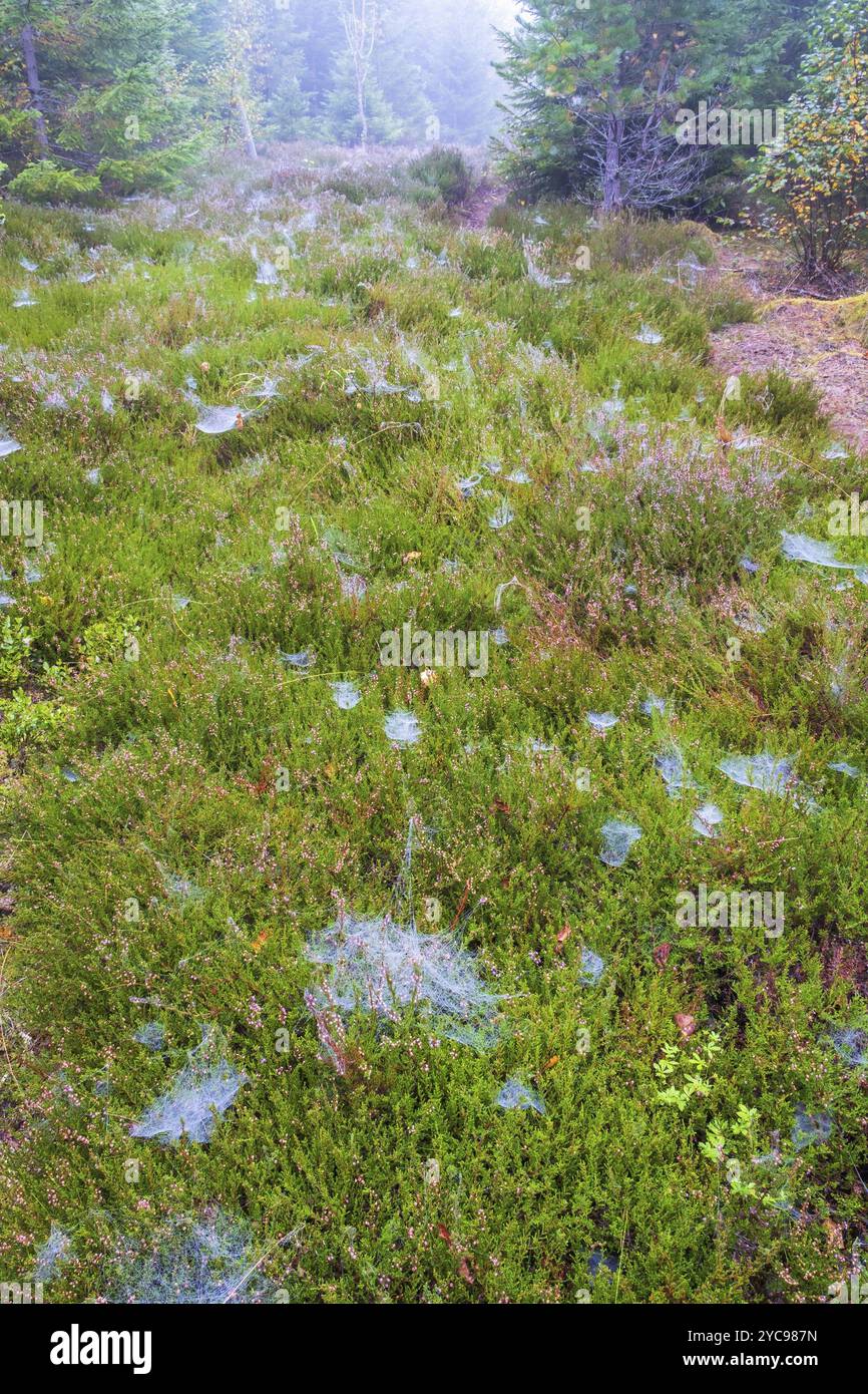 Tree covered in spider webs hi-res stock photography and images - Alamy