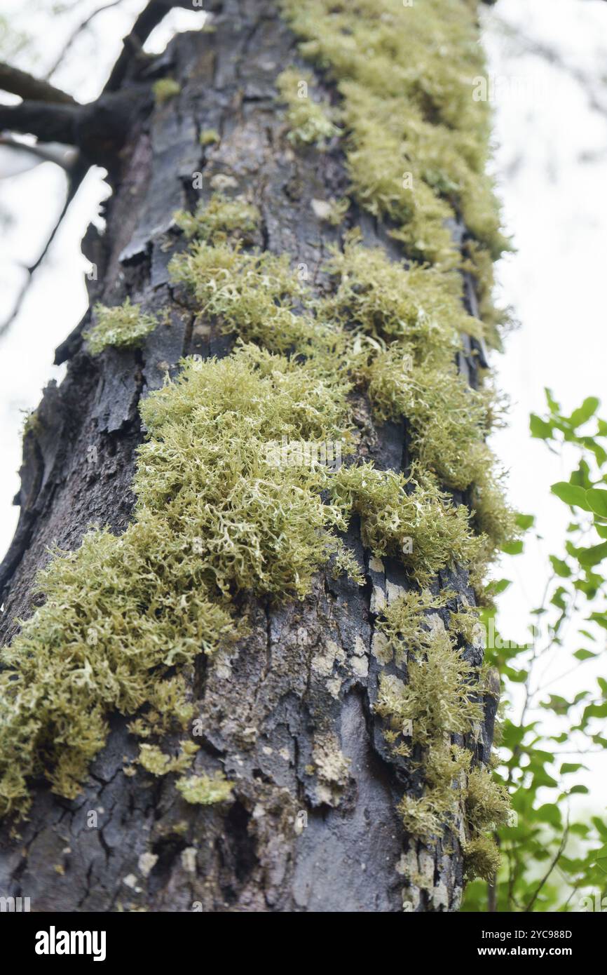 Tree trunk covered in lichens hi-res stock photography and images - Alamy