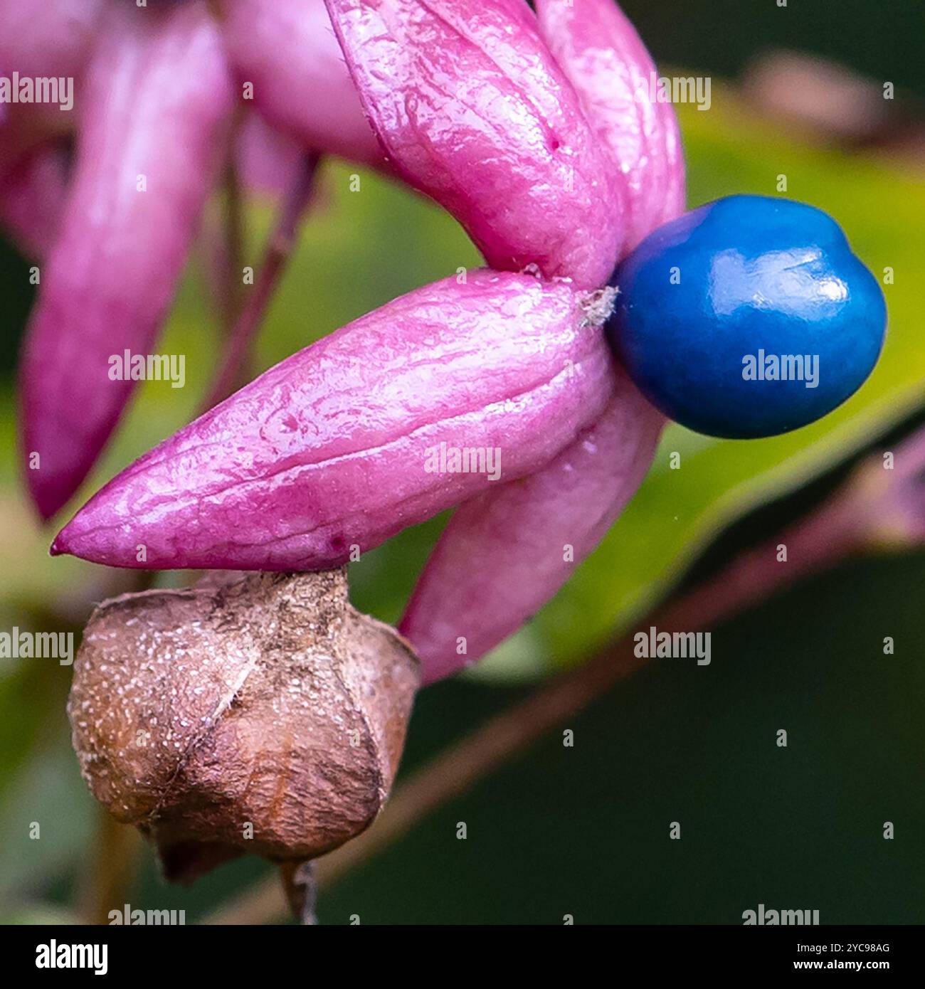 Close up detail patterns hi-res stock photography and images - Alamy