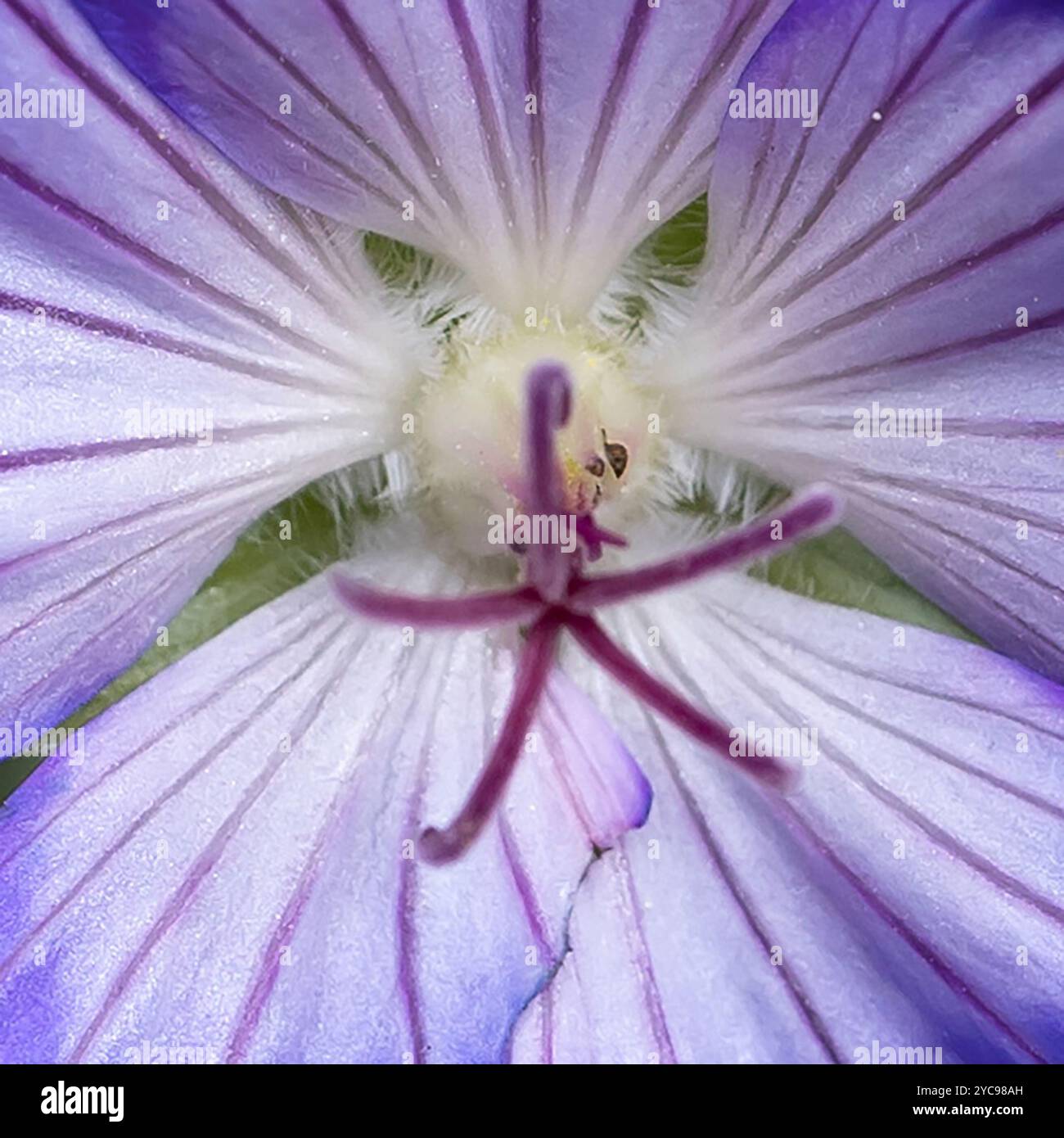 Flower section patterns hi-res stock photography and images - Alamy