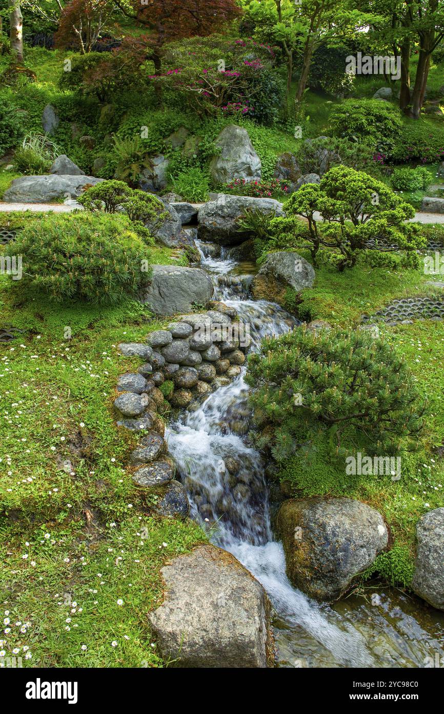 Small quick stream with waterfalls and small pine trees and azalea ...