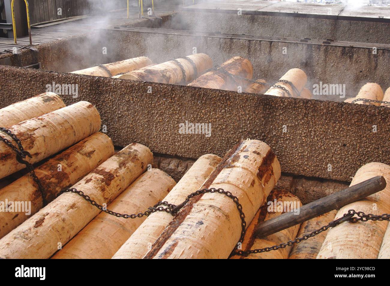 Steamed pine logs ready for production at a plywood factory Stock Photo ...