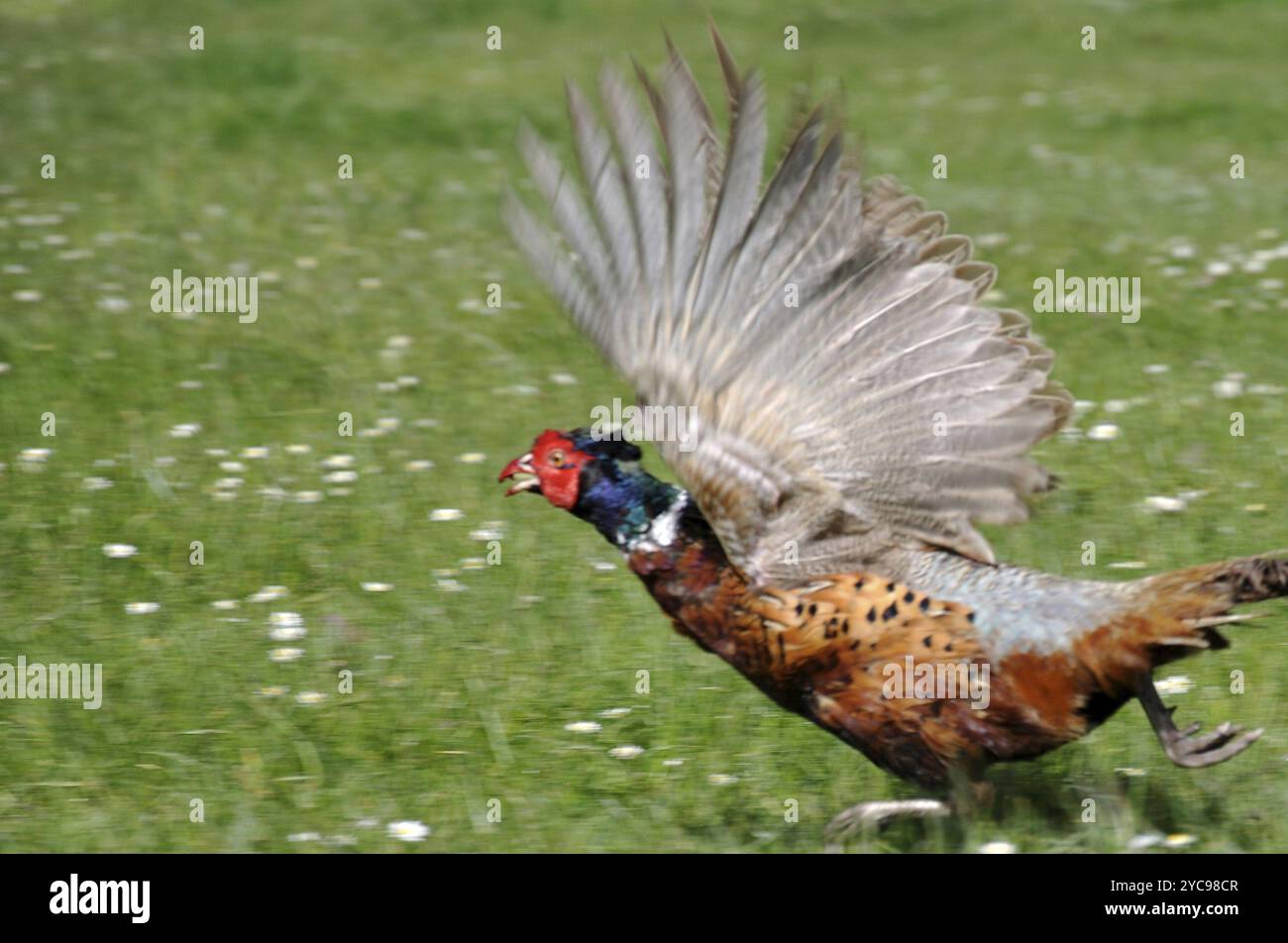 Searching ring hi-res stock photography and images - Alamy