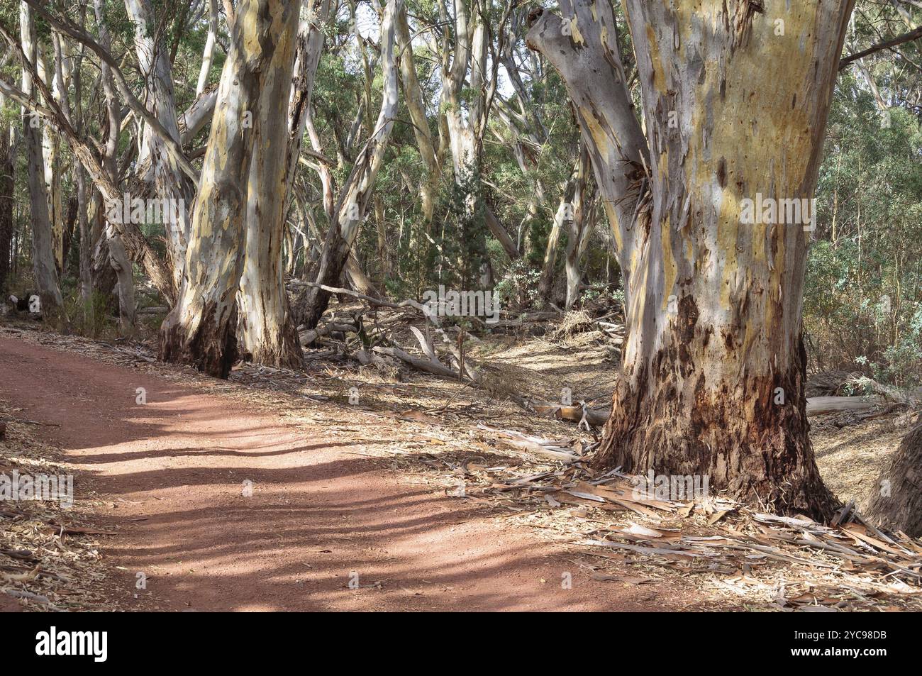 On the Wangara Lookout hike in the Flinders Ranges, Wilpena Pound, SA ...