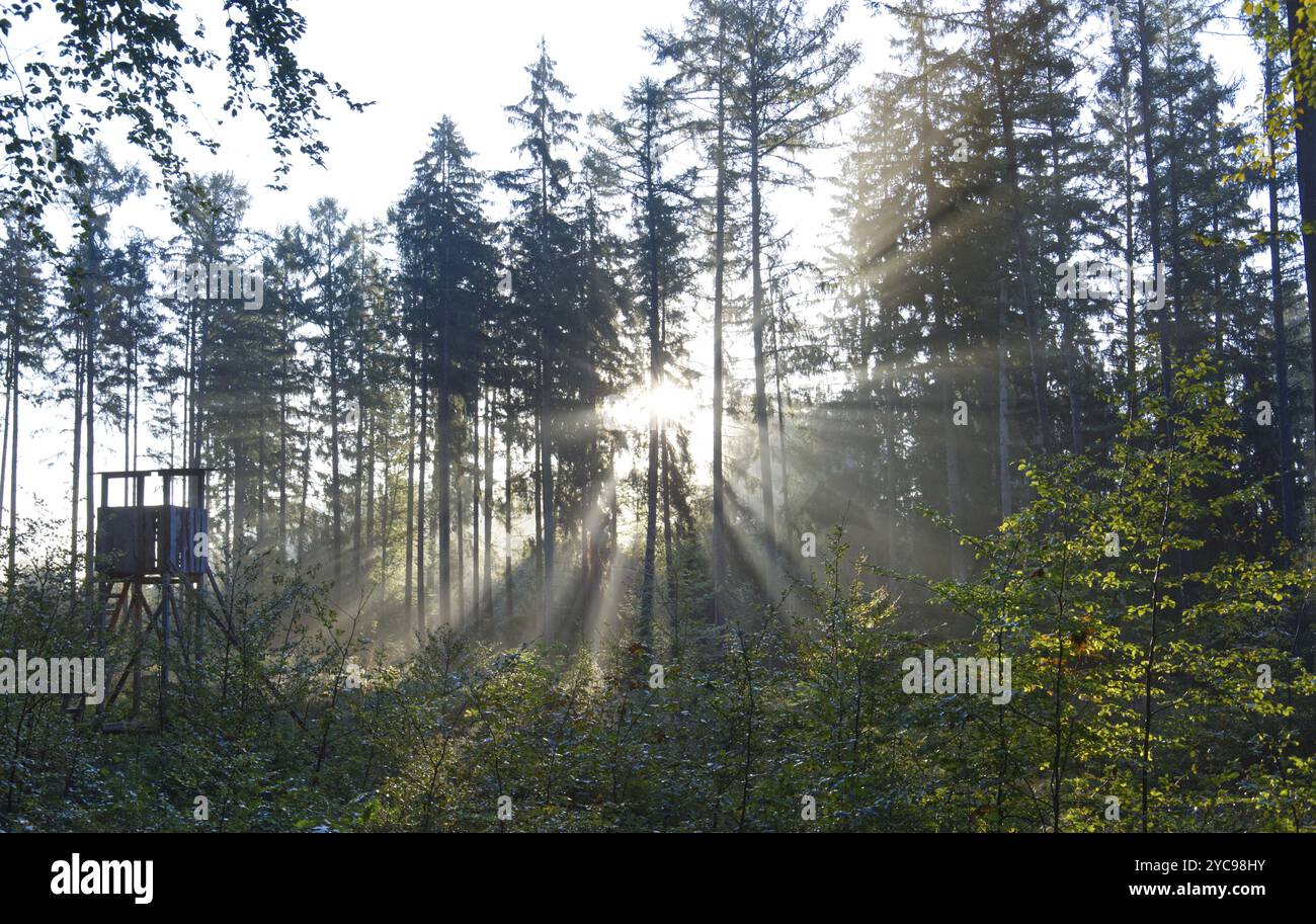Sunbeams break through the fog in the forest Stock Photo - Alamy