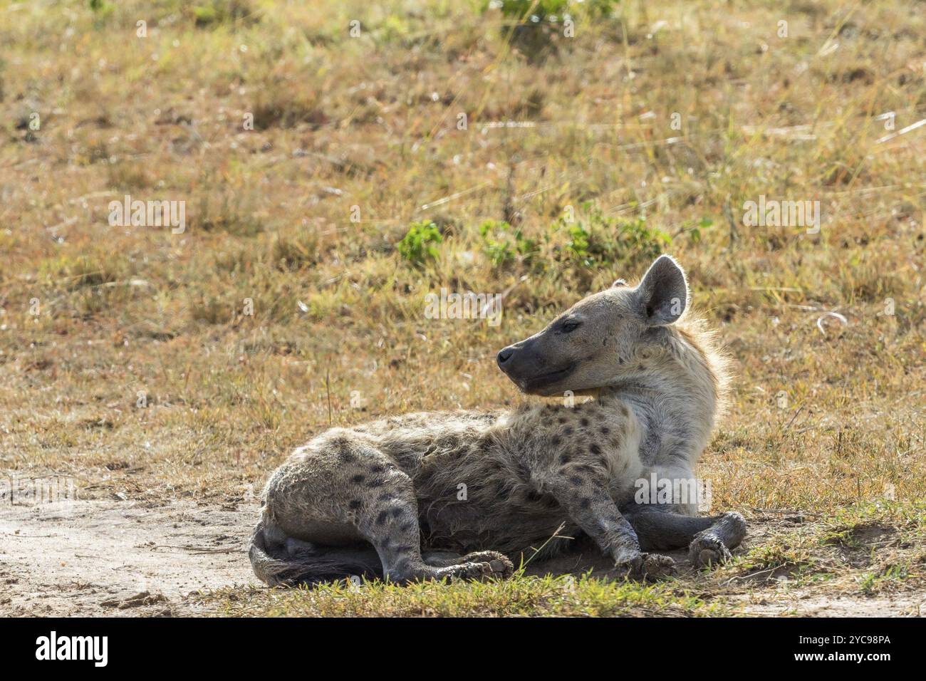 Hyena lying on the ground Stock Photo - Alamy