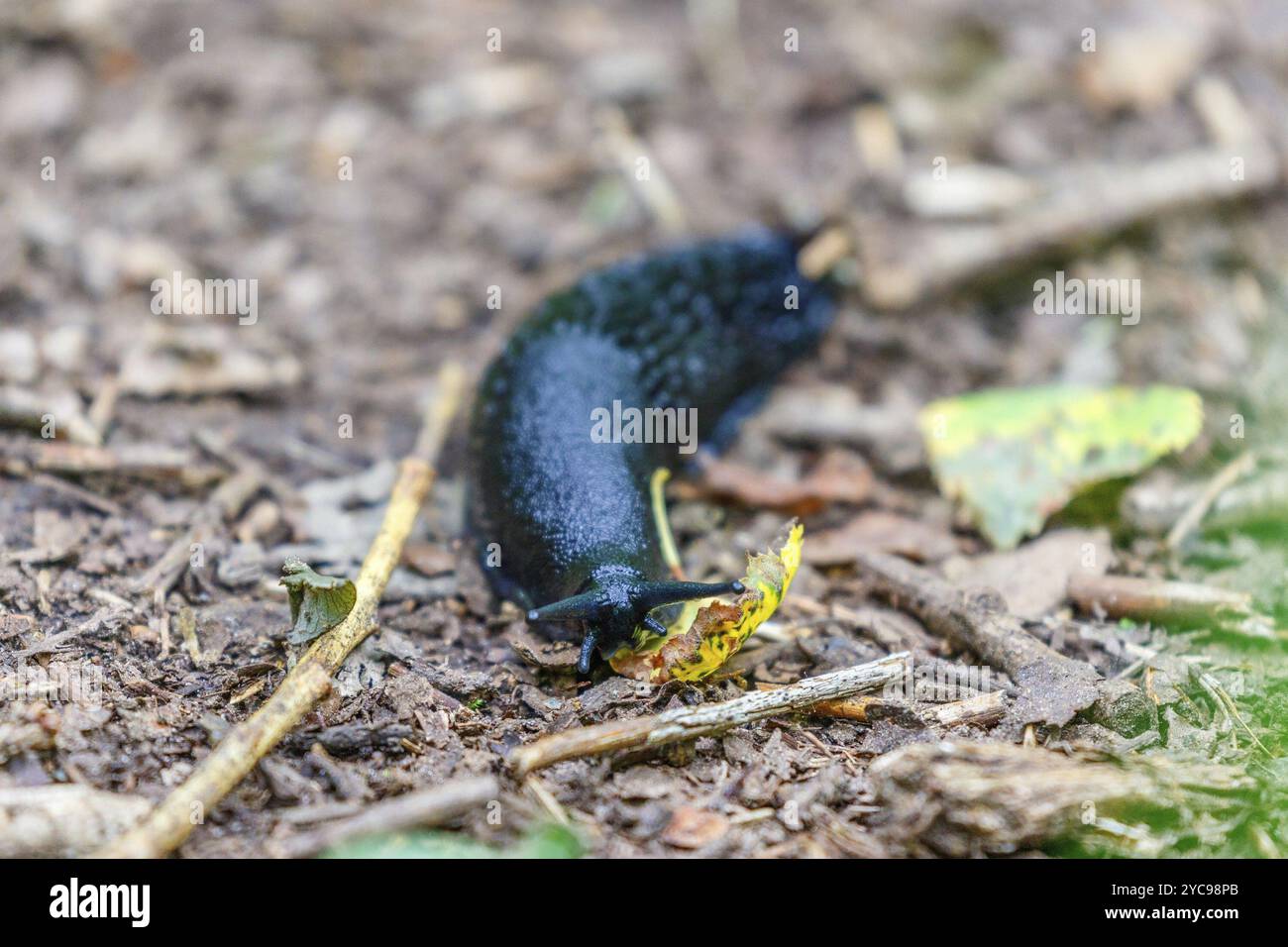 Black slug on the ground in the woods Stock Photo - Alamy