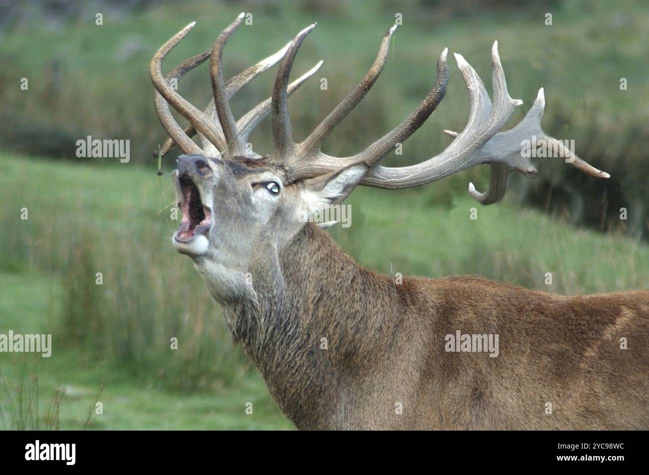 Red deer stag, Cervus elephus, roaring during the rut, West Coast ...