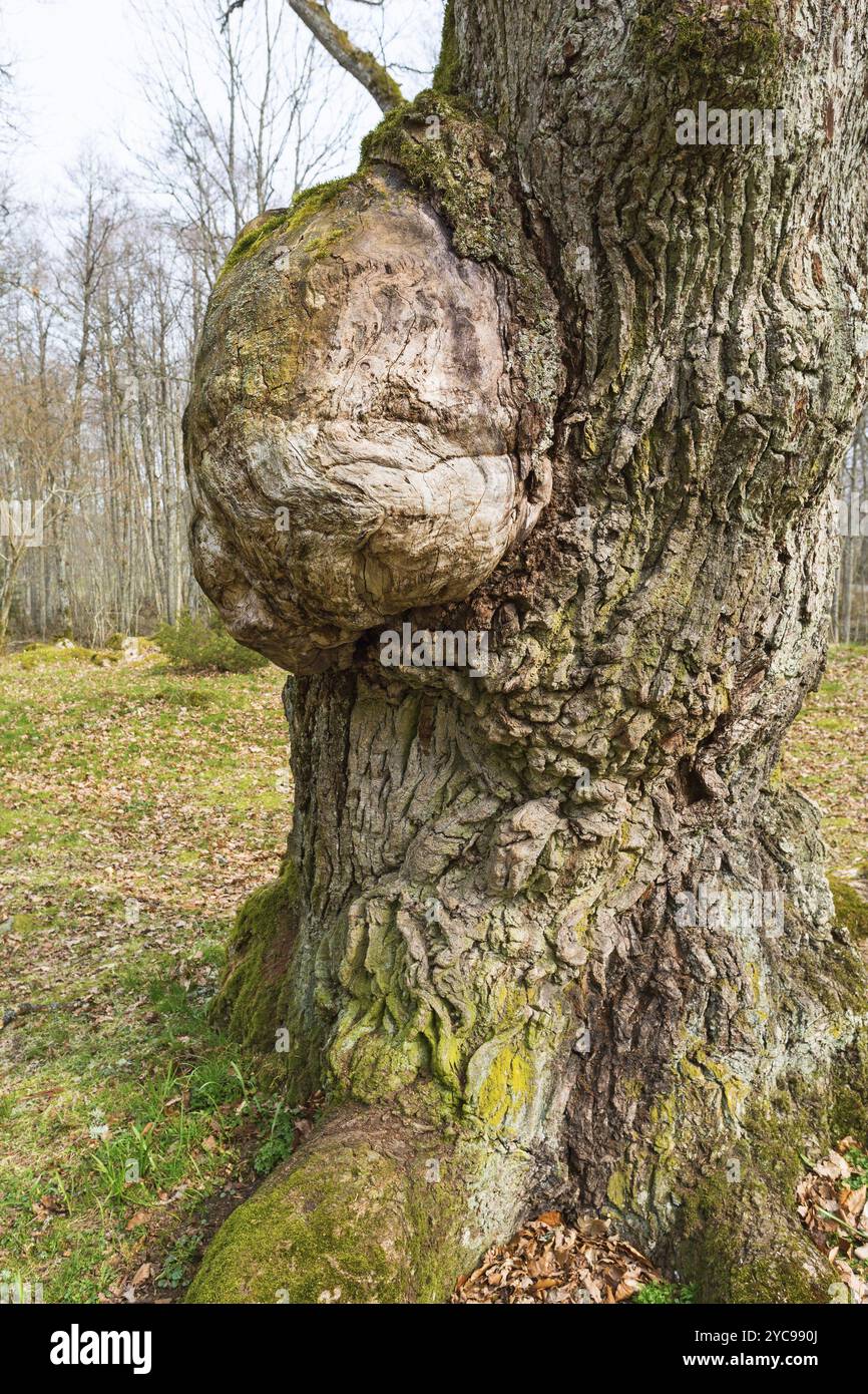 Oak tree with a burl Stock Photo - Alamy