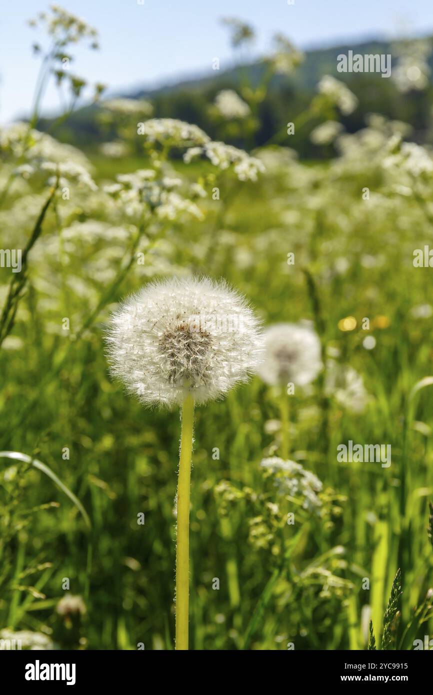 Meadow overgrown dandelions hi-res stock photography and images - Alamy