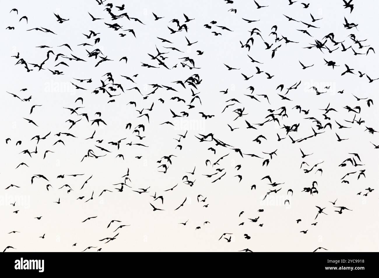 Jackdaws group hi-res stock photography and images - Alamy