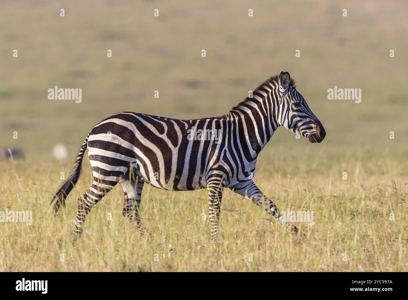 Zebra running in the grass in the savannah landscape Stock Photo - Alamy