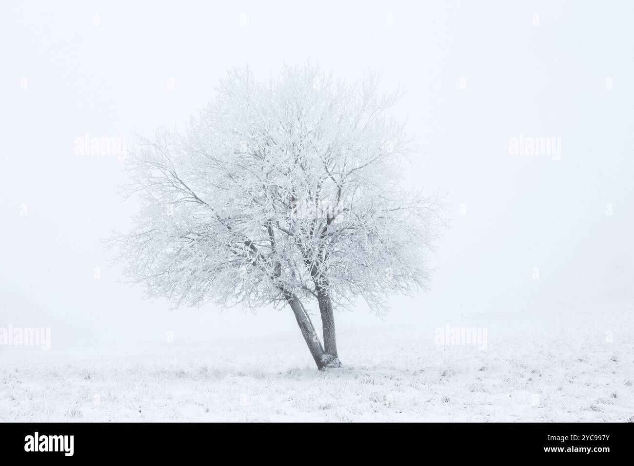 Freezing fog trees frosted hi-res stock photography and images - Alamy
