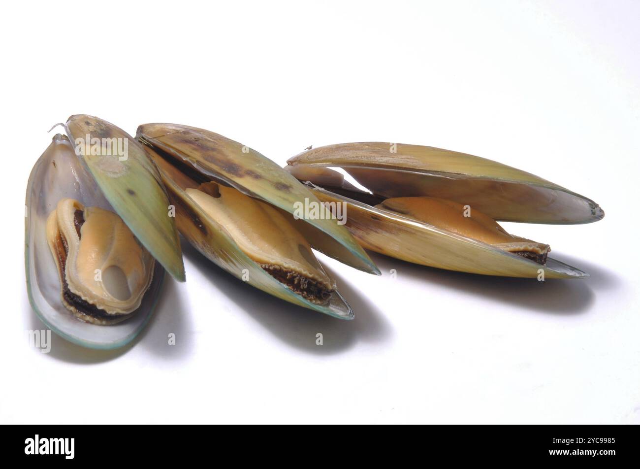 Green-lipped mussels on white background Stock Photo - Alamy