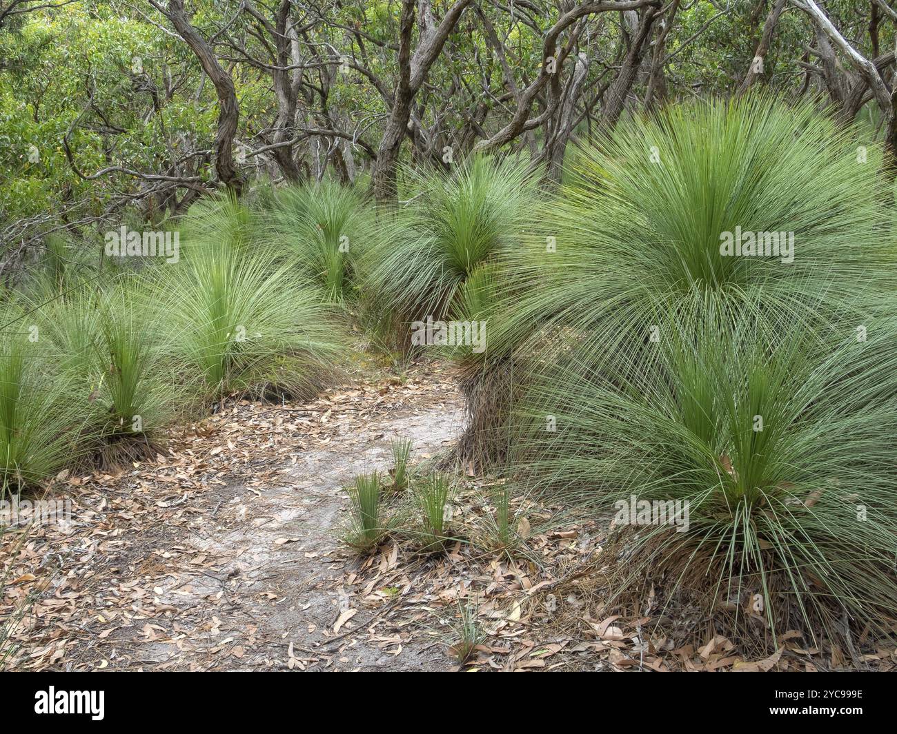 Spiky grass trees on the Great Ocean walk, Johanna, Victoria, Australia ...