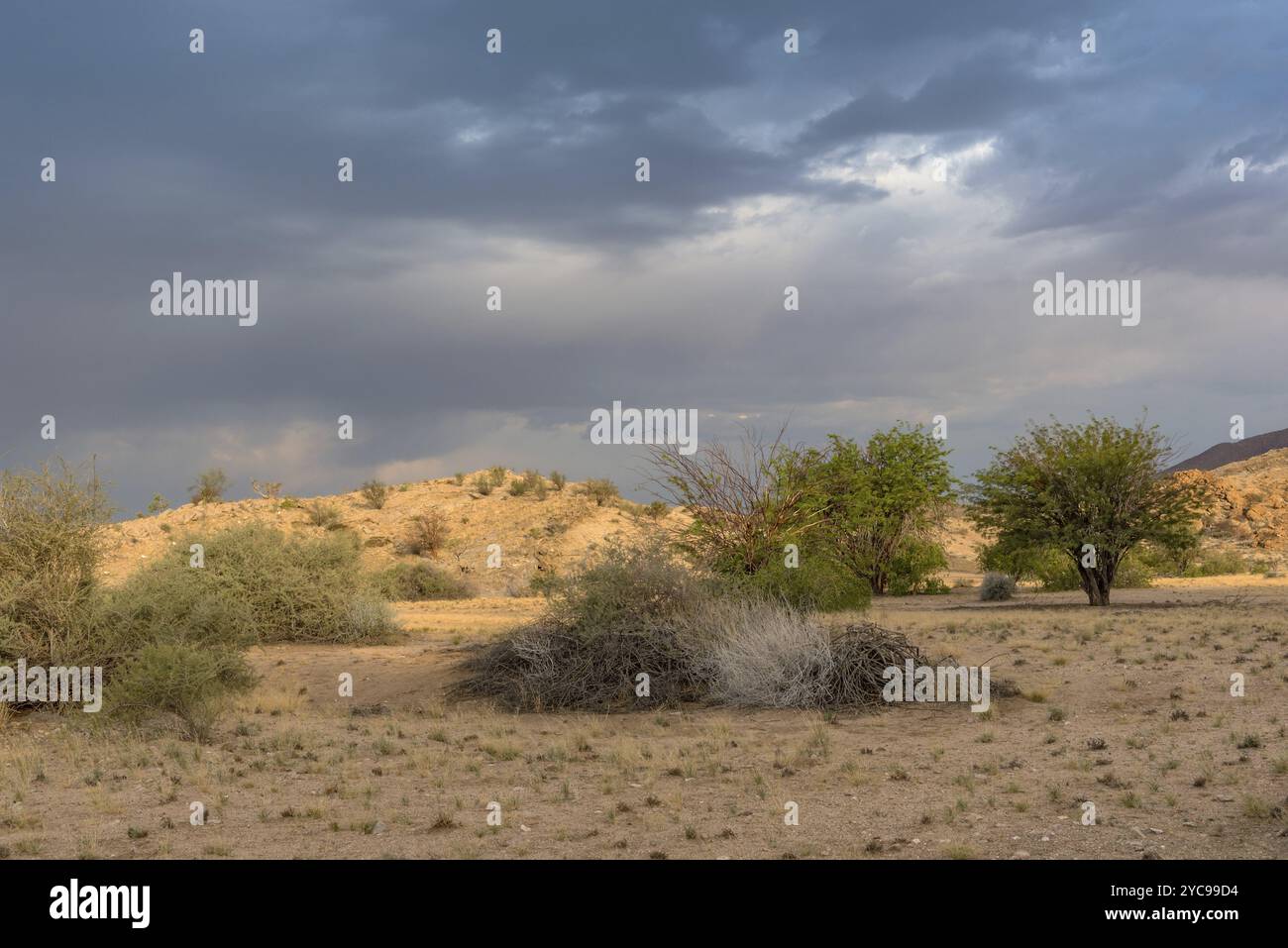 Landscape of the dry savannah in the northwest of Windhoek, Namibia ...