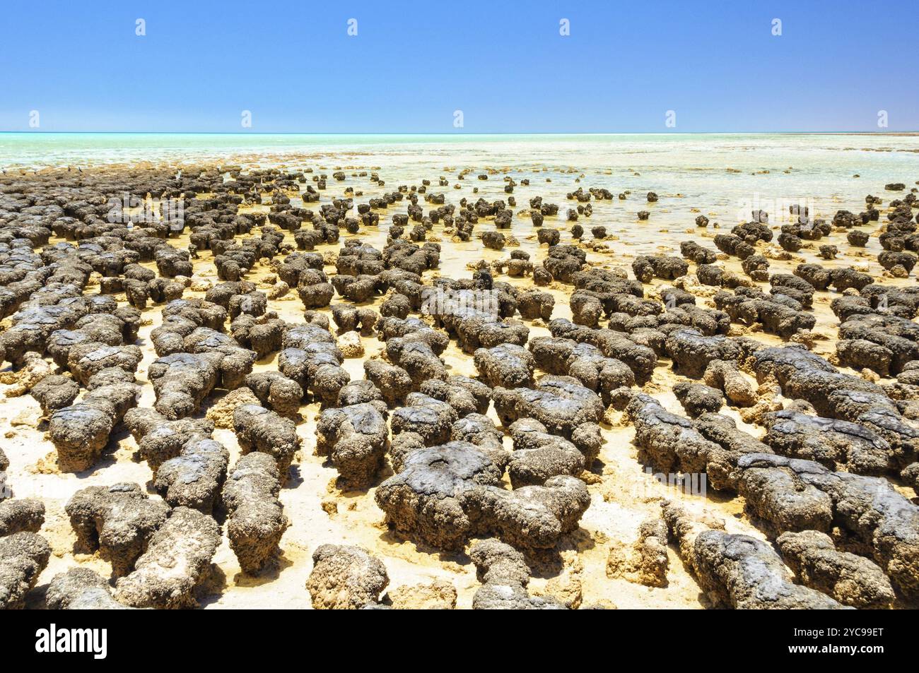Stromatolites are rock-like structures formed by bacteria in shallow ...