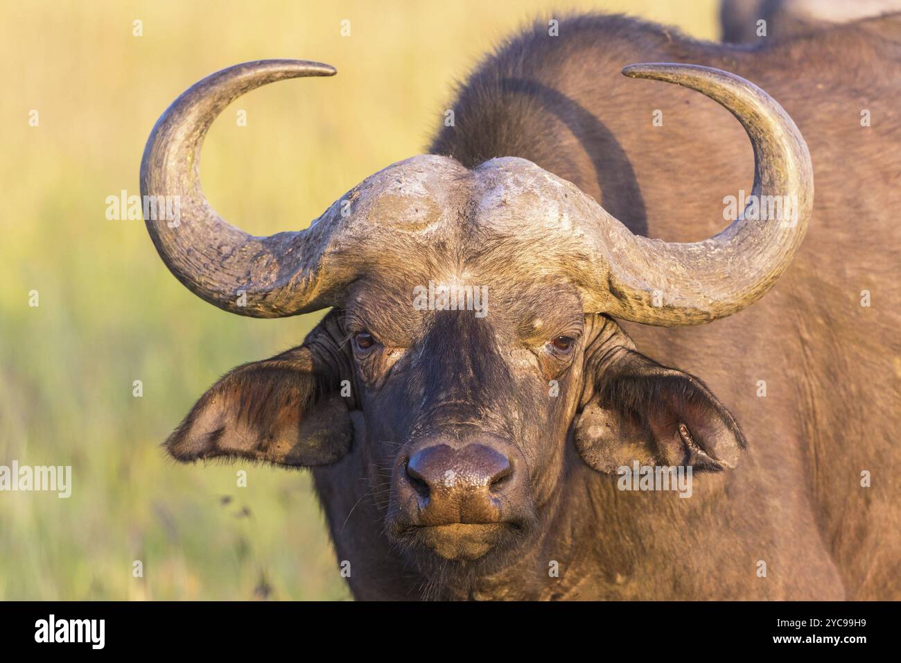 African buffalo closeup hi-res stock photography and images - Alamy