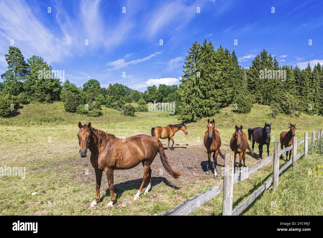 Riding horses in a pasture by a fence Stock Photo - Alamy