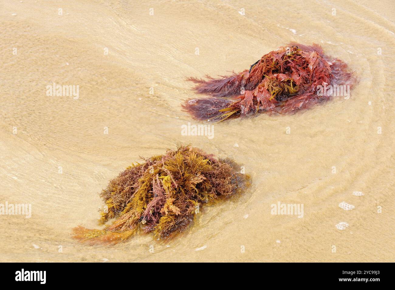 Seaweed washed ashore, Torquay, Victoria, Australia, Oceania Stock ...