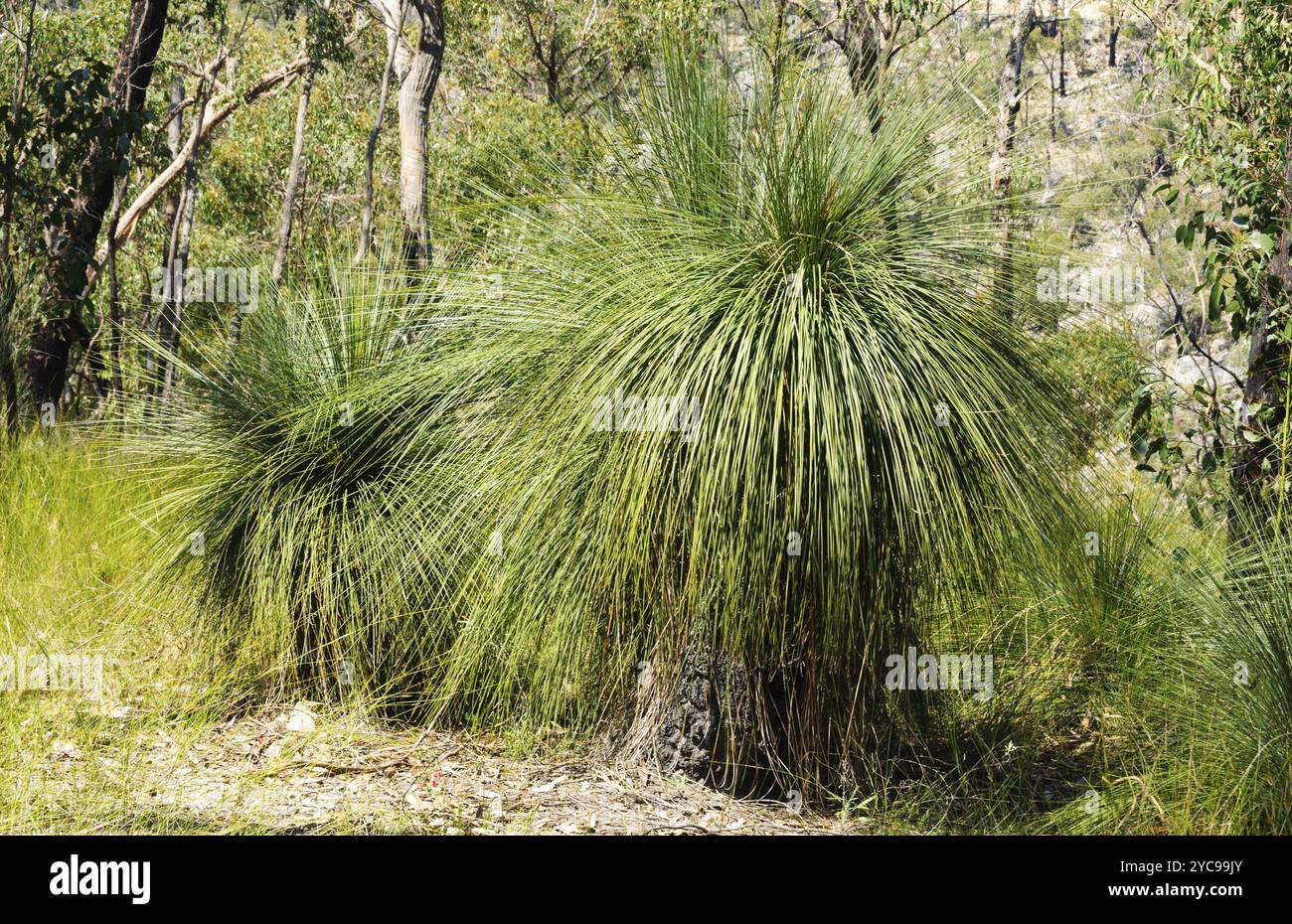 Spiky grass trees in the Grampians Ranges of Victoria, Australia ...