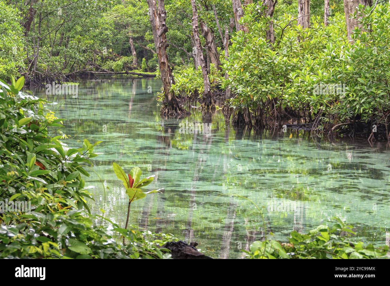 Crystal clear tidal creek, Espiritu Santo, Vanuatu, Oceania Stock Photo ...