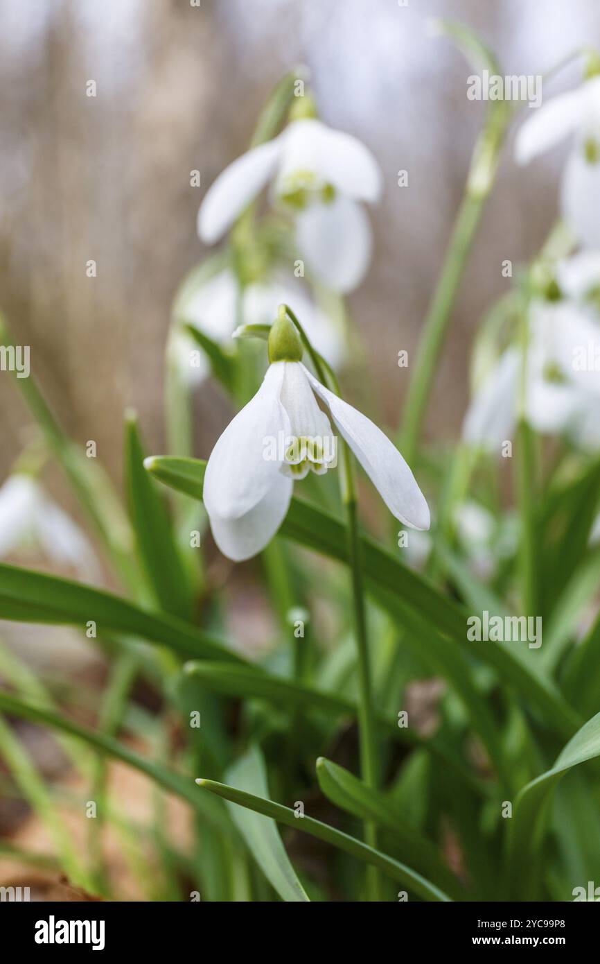Snowdrops in early bloom hi-res stock photography and images - Alamy